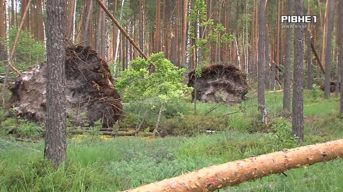 Повалені та вирвані з корінням дерева негода нанесла збитків лісівникам Рівненщини на 100